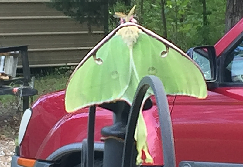 Are Luna Moths Poisonous Debunking Common Myths What s That Bug 