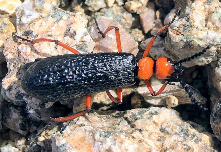 Desert Blister Beetle: Essential Facts And Tips For Safeguarding - What ...