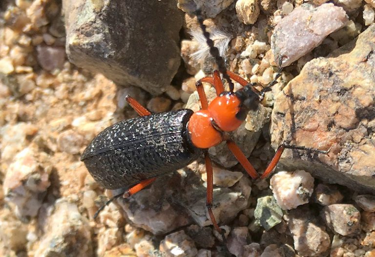 Blister Beetle: Quick Guide To Identify And Manage Infestations - What ...