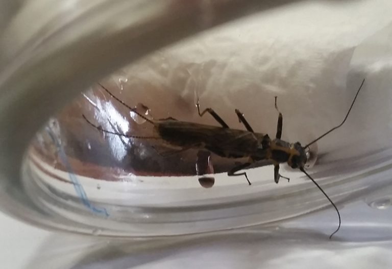 Stonefly: All You Need To Know In A Nutshell - What's That Bug?