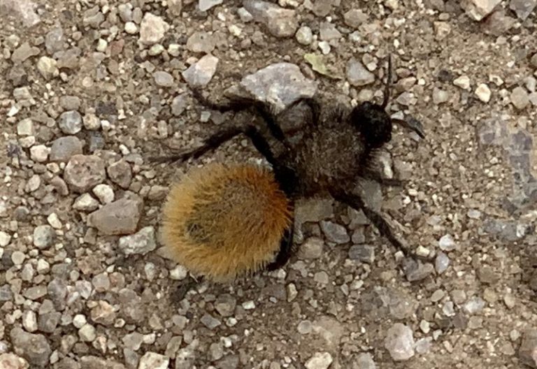 How Bad Is A Velvet Ant Sting? What To Do If Stung? - What's That Bug?