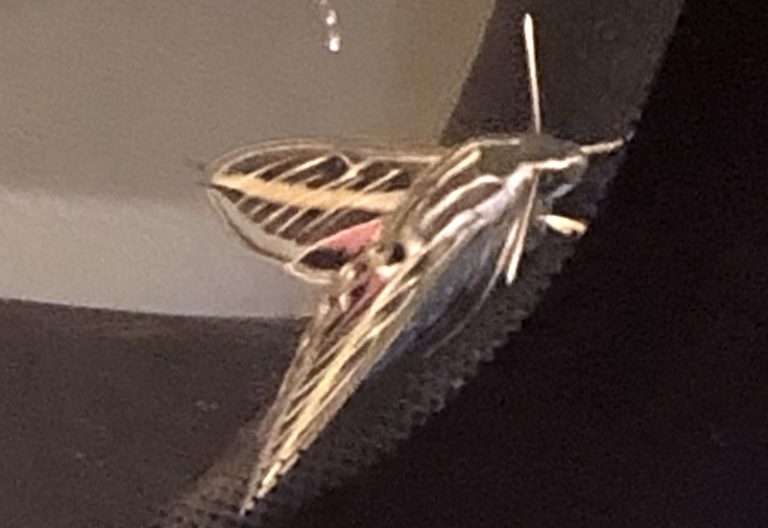White Lined Sphinx Moth: Essential Facts And Tips - What's That Bug?