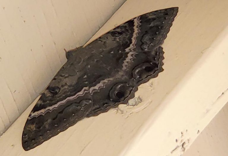 Black Witch Moth Symbolism Revealed: Exploring Its Mystical Meaning ...