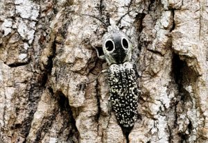 Eyed Click Beetle: All You Need To Know – Essential Facts & Tips ...