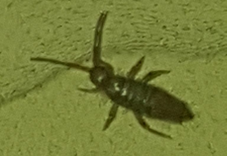 Do Springtails Bite? Facts & Myths - What's That Bug?