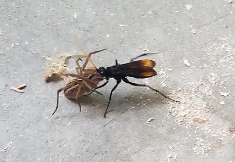 The Real Danger Of Spider Wasps To Humans Explored - What's That Bug?