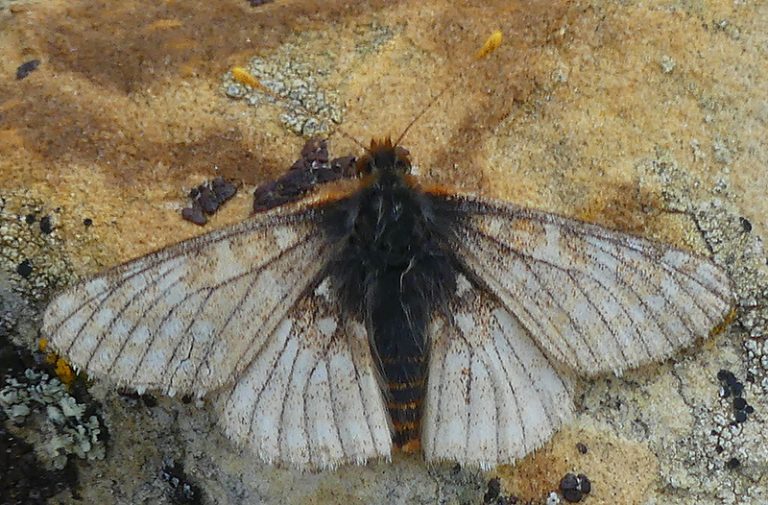 Checkerspot Butterfly: All You Need To Know In A Nutshell - What's That ...