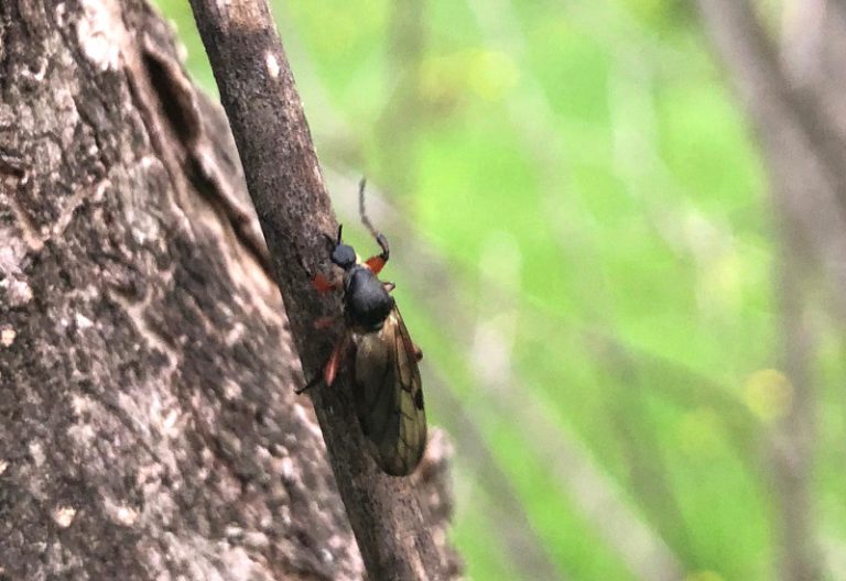 March Fly: All You Need To Know For A Bite-Free Summer - What's That Bug?