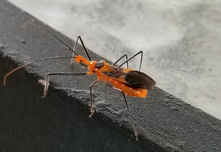 Assassin Bug Life Cycle: From Birth To Hunting Predator - What's That Bug?