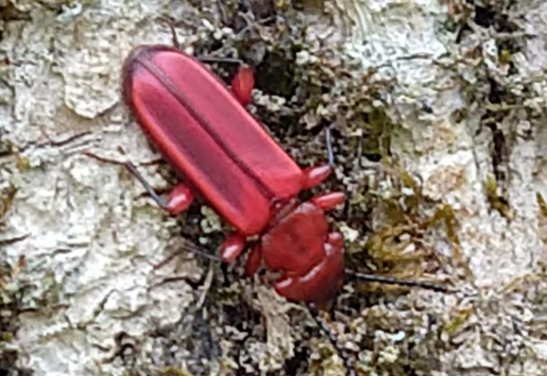 Bark Beetle Signs: All You Need To Know For Healthy Trees - What's That Bug?