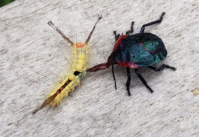 Caterpillar Predators: Who's On The Menu? Exploring Natural Predation ...