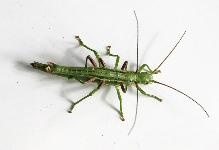 Timema: All You Need to Know - Quick & Friendly Guide - What's That Bug?