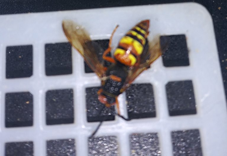 Unveiling 4 Types Of Enemies Of Cicada Killer Predators - What's That Bug?