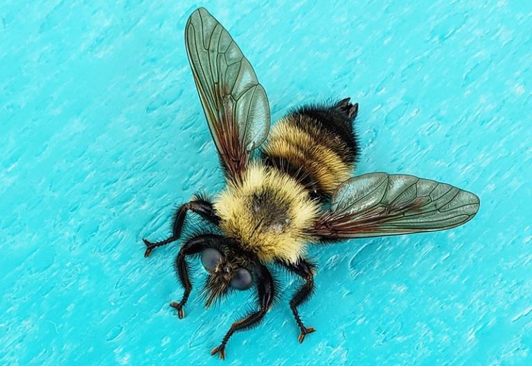 Bee Fly: All You Need To Know For A Buzzing Encounter - What's That Bug?