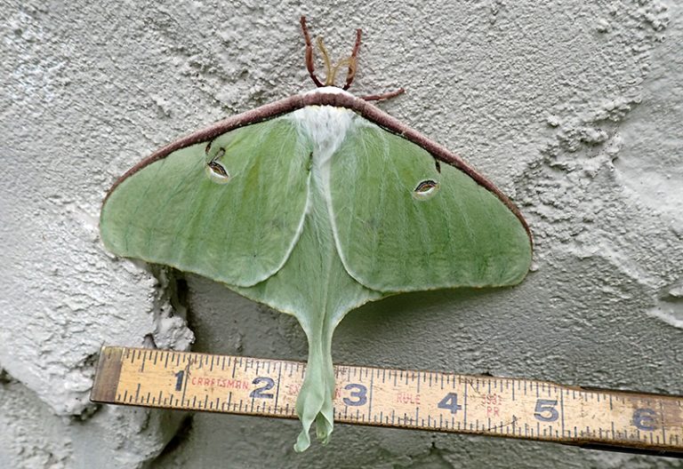 Luna Moth Life Cycle: Fascinating Stages Unveiled - What's That Bug?