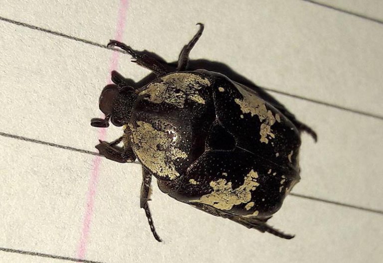 Are Scarab Beetles Dangerous? Unveiling The Truth - What's That Bug?