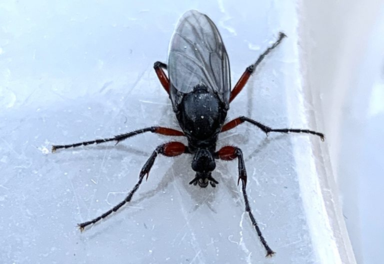 March Fly: All You Need To Know For A Bite-Free Summer - What's That Bug?