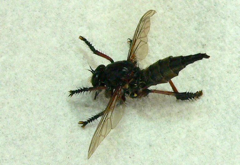 Are Robber Fly Bites Poisonous? What To Know About Their Toxicity ...