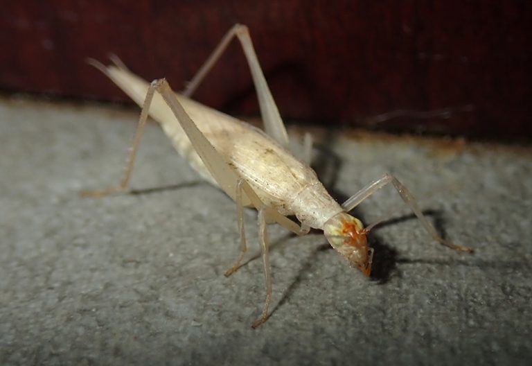 Tree Crickets: All You Need To Know - Quick And Friendly Guide - What's ...