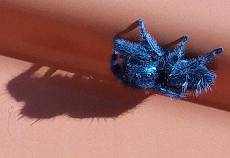 Bold Jumping Spider: All You Need To Know In A Nutshell - What's That Bug?