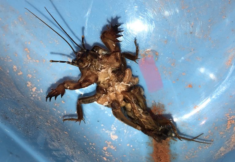 Where Do Mole Crickets Come From? Uncovering Their Origin And Habitat ...