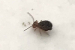The Ultimate Guide To Breeding Springtails Successfully - What's That Bug?