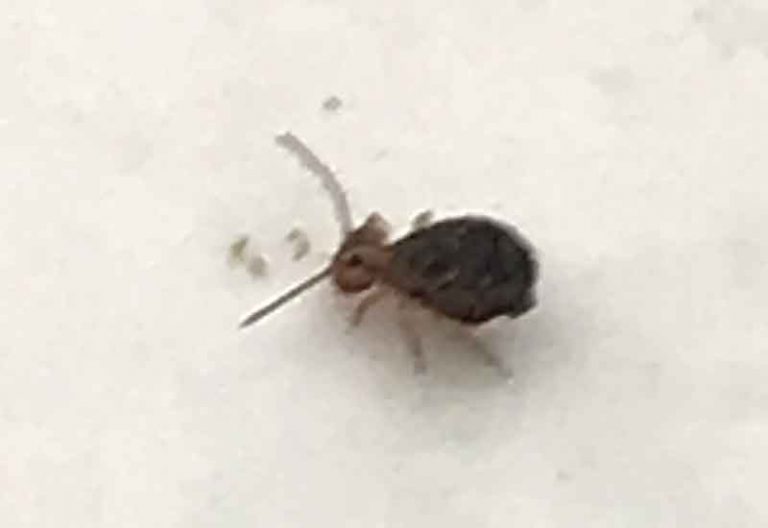 Do Springtails Bite? Facts & Myths - What's That Bug?