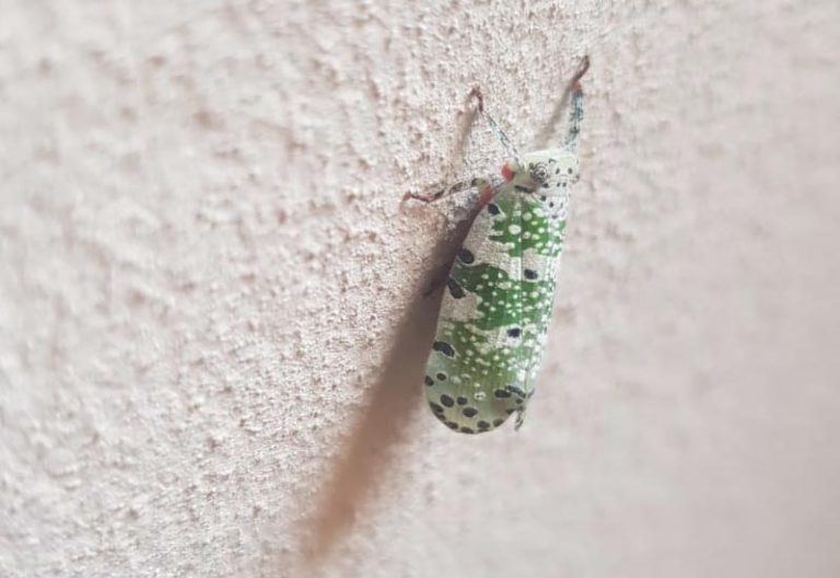 How To Get Rid Of Plant Hoppers: 5 Tested Methods - What's That Bug?