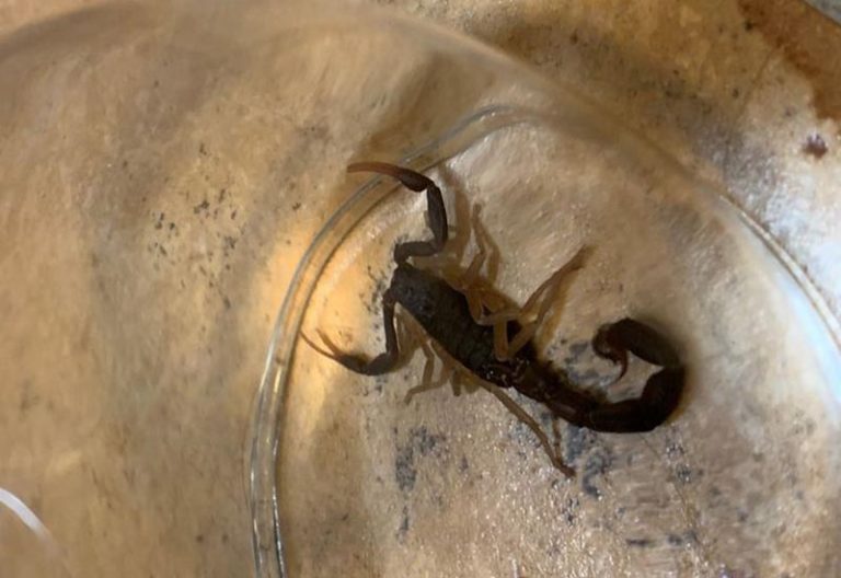 Where Do Scorpions Live? A Quick Guide To Their Habitats - What's That Bug?