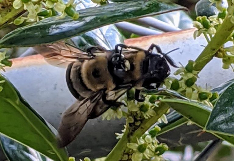 Why Do Carpenter Bees Hover? Uncovering Their Mysterious Behavior ...