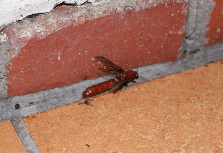 Types Of Ants: A Comprehensive Overview - What's That Bug?