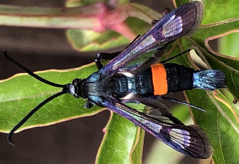 Snowberry Clearwing Vs Hummingbird Clearwing: A Friendly Comparison ...