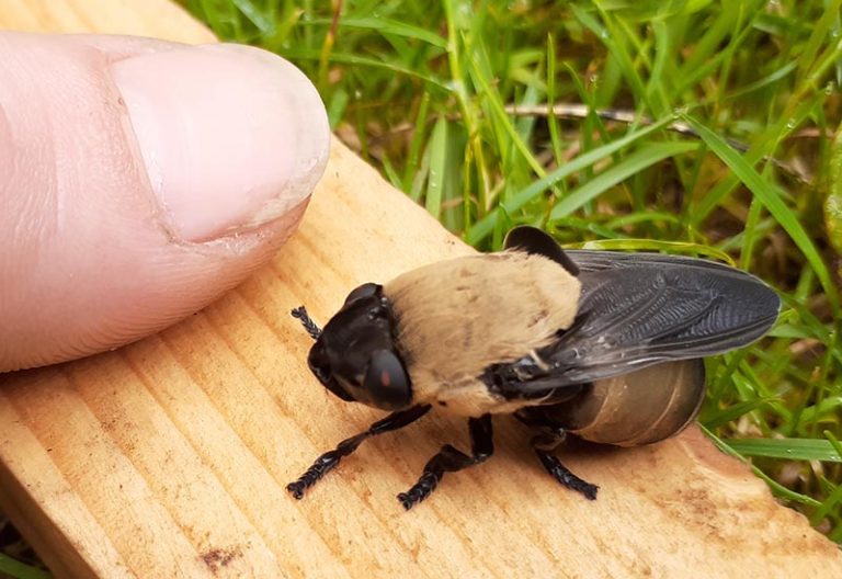 What Are Bot Flies? What You Should Know For Your Safety - What's That Bug?