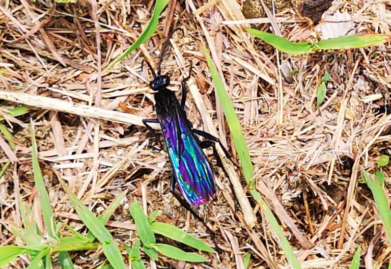Wasp That Lays Eggs In Spider - What's That Bug?