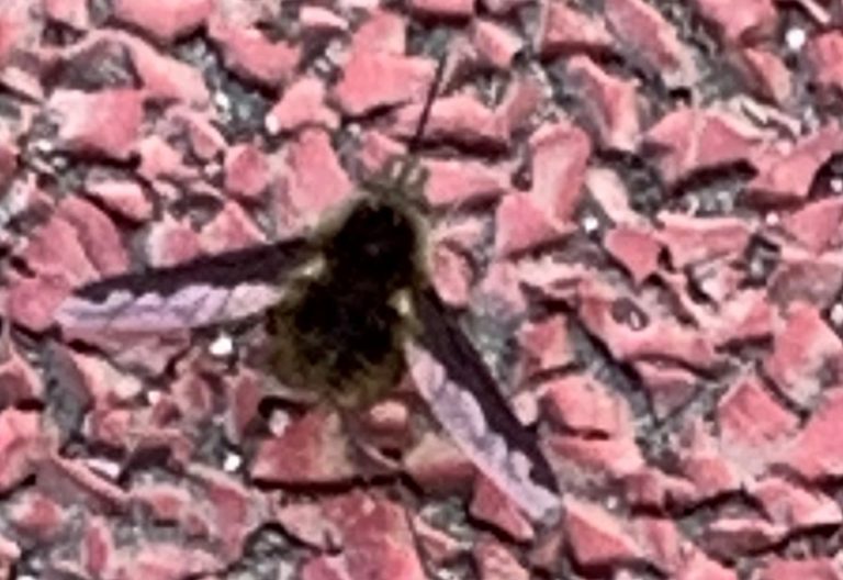 How To Identify And Manage Big Black Bugs That Look Like Bees - What's ...