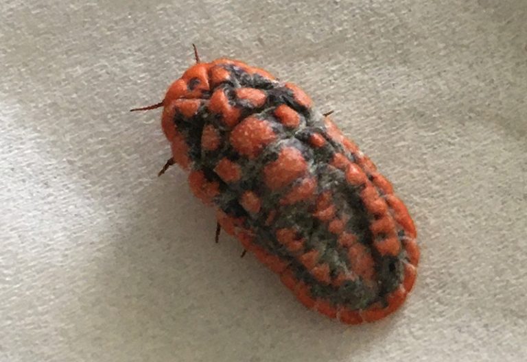 Scale Insect: All You Need To Know In A Quick, Friendly Guide - What's ...