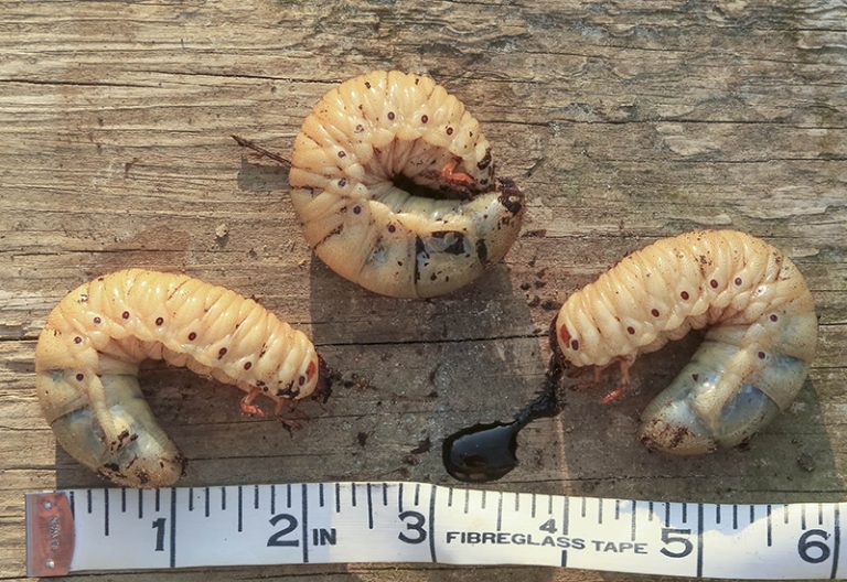 How To Choose the Right Pest Control Company: Scarab Beetle Grubs, NOT ...