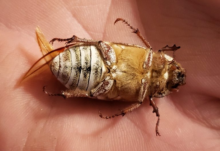 Are June Beetles Blind? Uncovering The Mystery Of Their Vision - What's ...