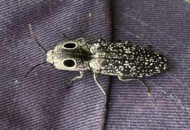 Eyed Click Beetle: All You Need To Know – Essential Facts & Tips ...