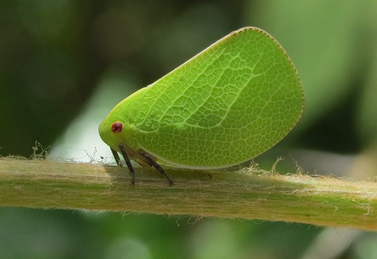 Planthopper vs Leafhopper: Key Differences and Identification Tips ...