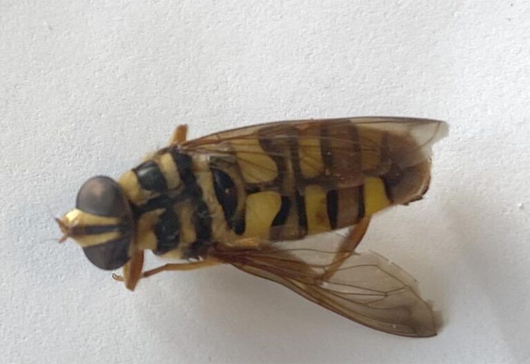 How To Get Rid Of Hover Flies: 9 Easy Ways - What's That Bug?