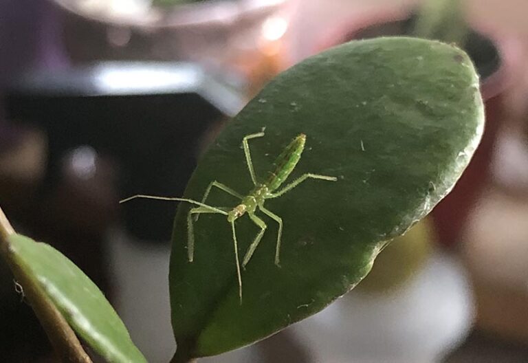 The Top 15 Leaf-Looking Insects: Nature’s Art Of Deception - What's ...