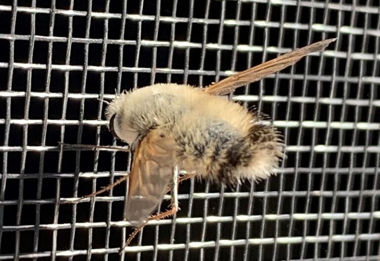Bee Fly: All You Need To Know For A Buzzing Encounter - What's That Bug?