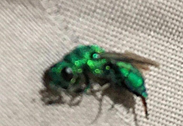 Cuckoo Wasp Vs Sweat Bee: Important Differences - What's That Bug?