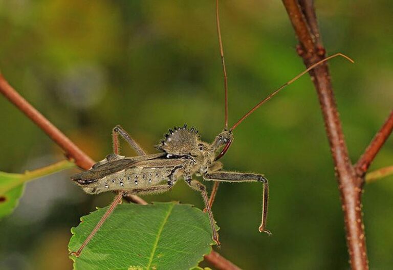 Are Wheel Bugs Poisonous? Debunking The Myths - What's That Bug?