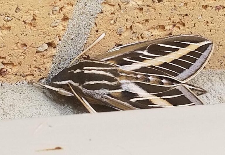 The Reality Of Sphinx Moths: Harmful Or Harmless? - What's That Bug?