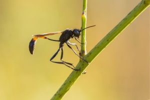 Wasp With Long Tail May Be Ichneumon - What's That Bug?