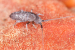 How To Get Rid Of Springtails In Bed? Helpful Tips - What's That Bug?