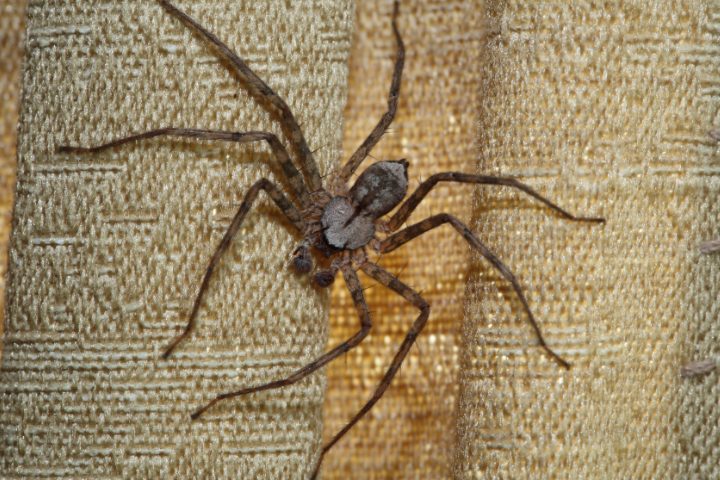 How Fast Is A Huntsman Spider? Truth Revealed - What's That Bug?