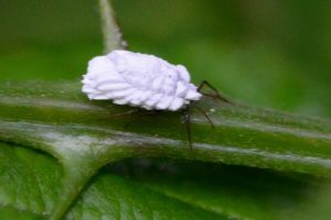 15 Little White Bugs That Look Like Lint - What's That Bug?